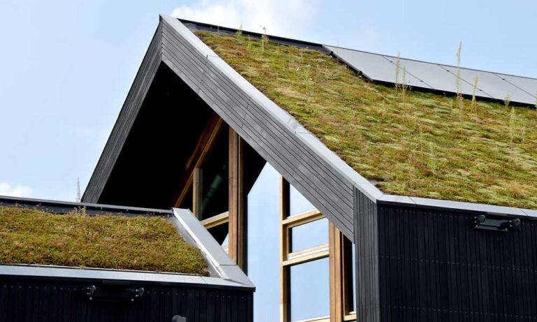 Obèche Noir - Noirwood